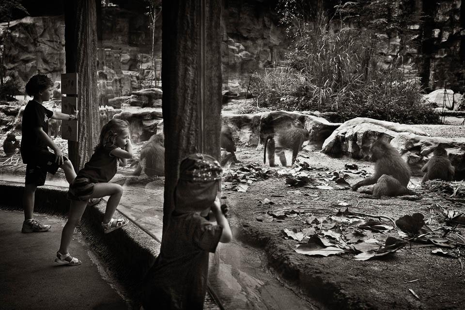 Zoo » Documentary Photography by Derrick Choo